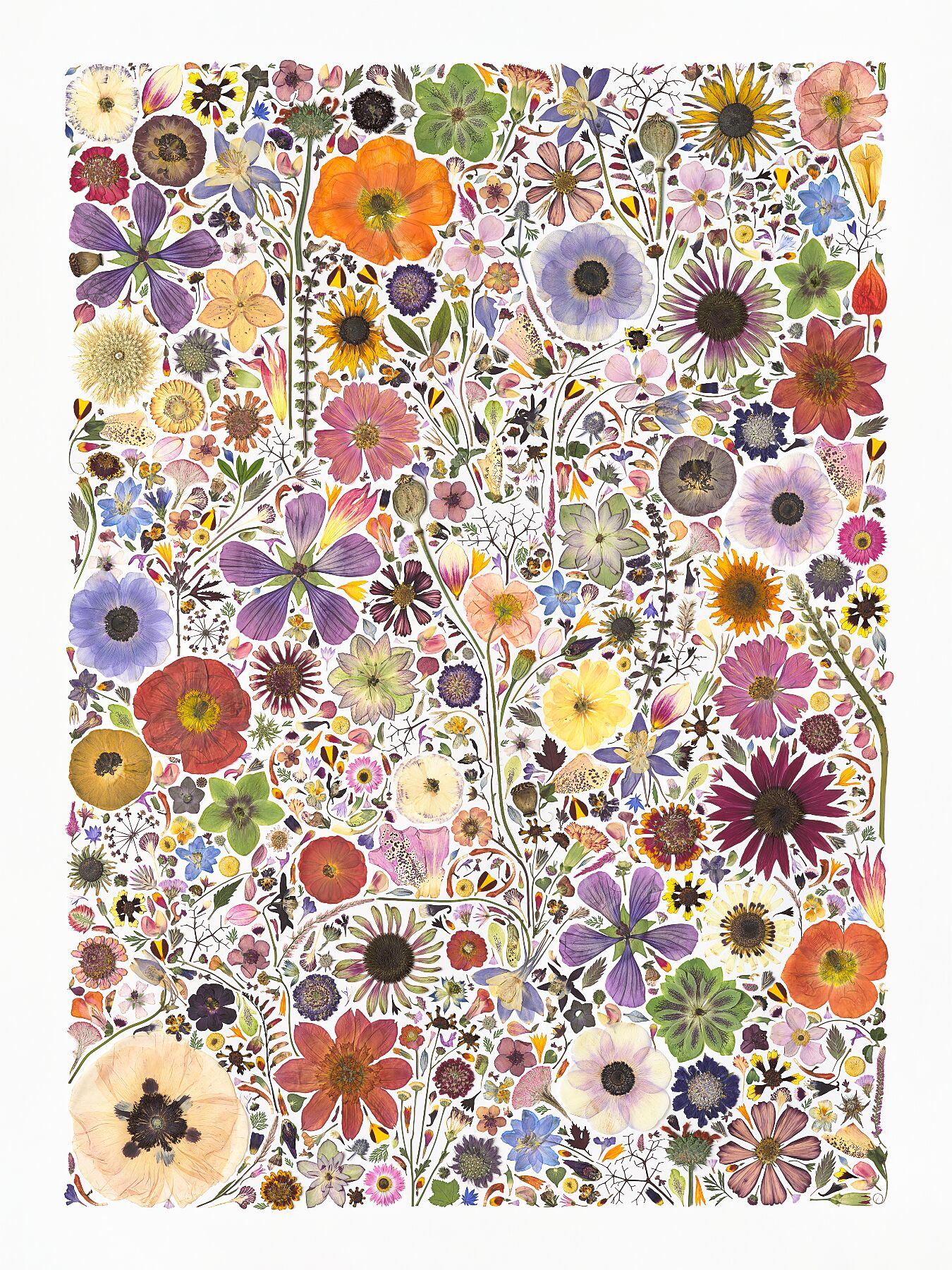 Pressed Flower Art Prints and Educational Courses – Flower Press Studio