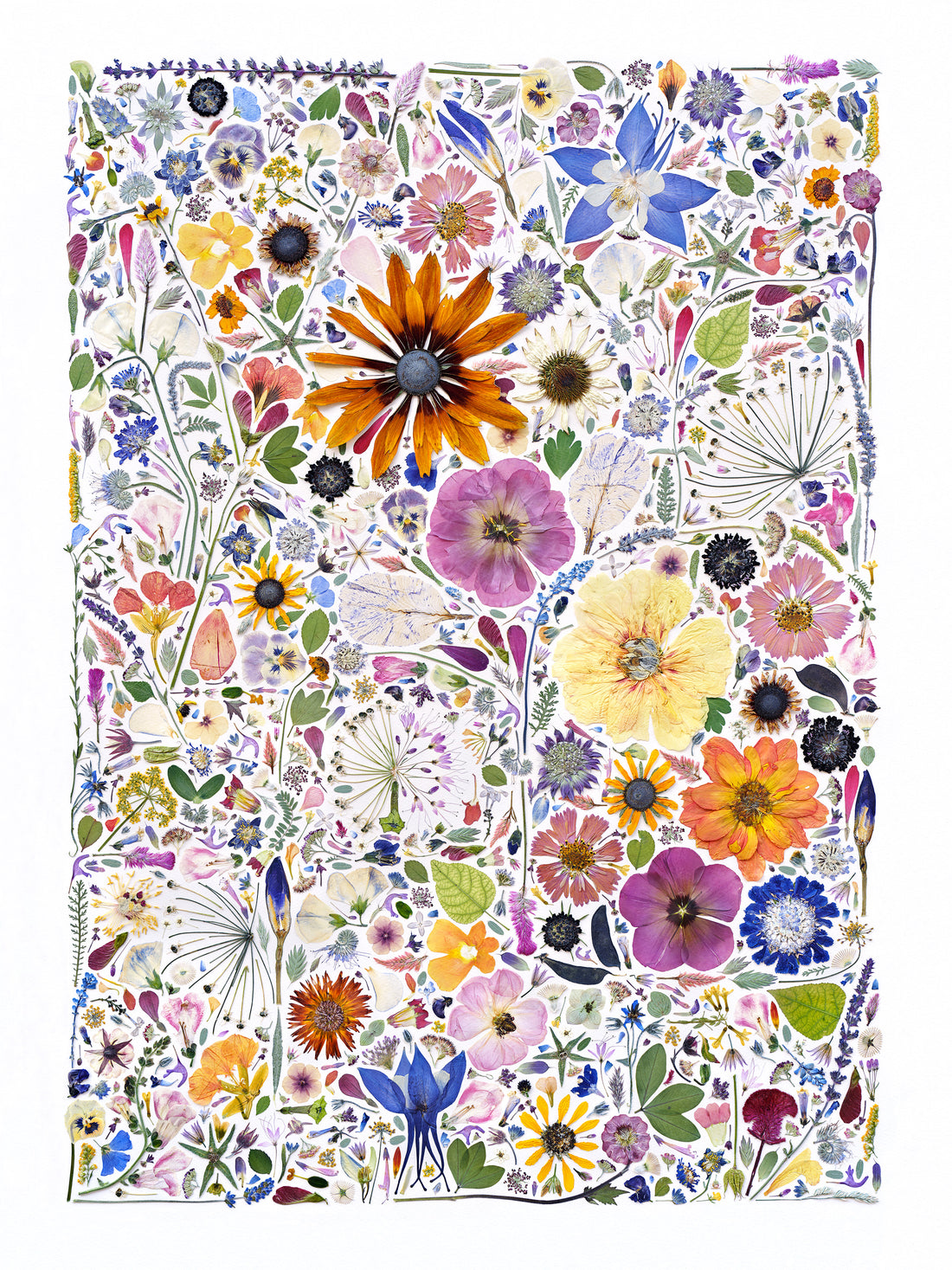 Pressed Flower Art Prints and Educational Courses – Flower Press Studio